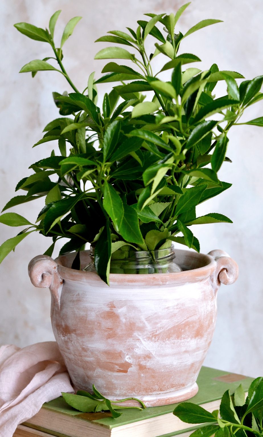 DIY 5 Minute Chalk Distressed Terracotta Pots! - Dreams Factory