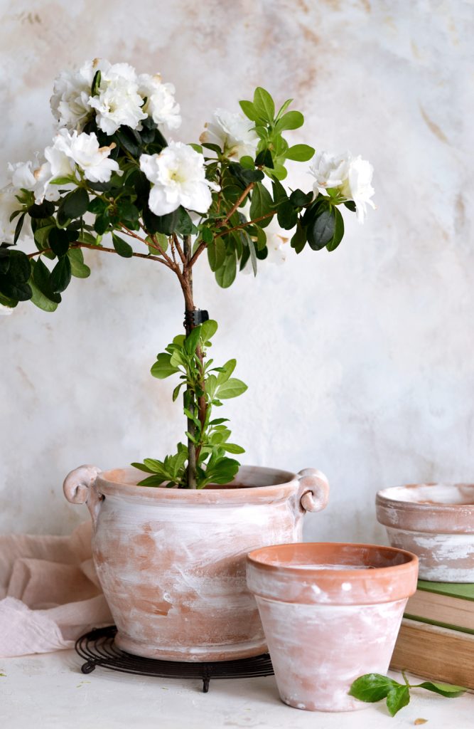 DIY 5 Minute Chalk Distressed Terracotta Pots! - Dreams Factory